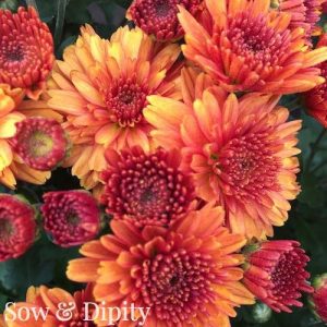 How to Care for Fall Mums